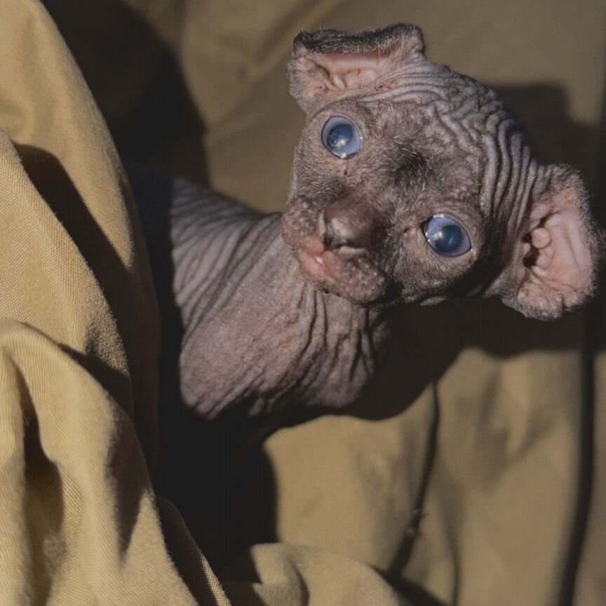 Канадский сфинкс котёнок