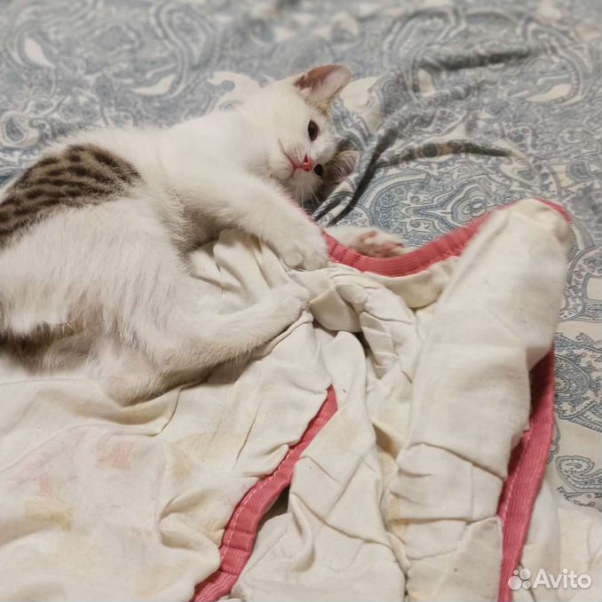 Котёнок счастливой трехцветной окраски