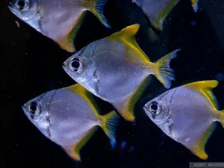 Монодактил серебряный