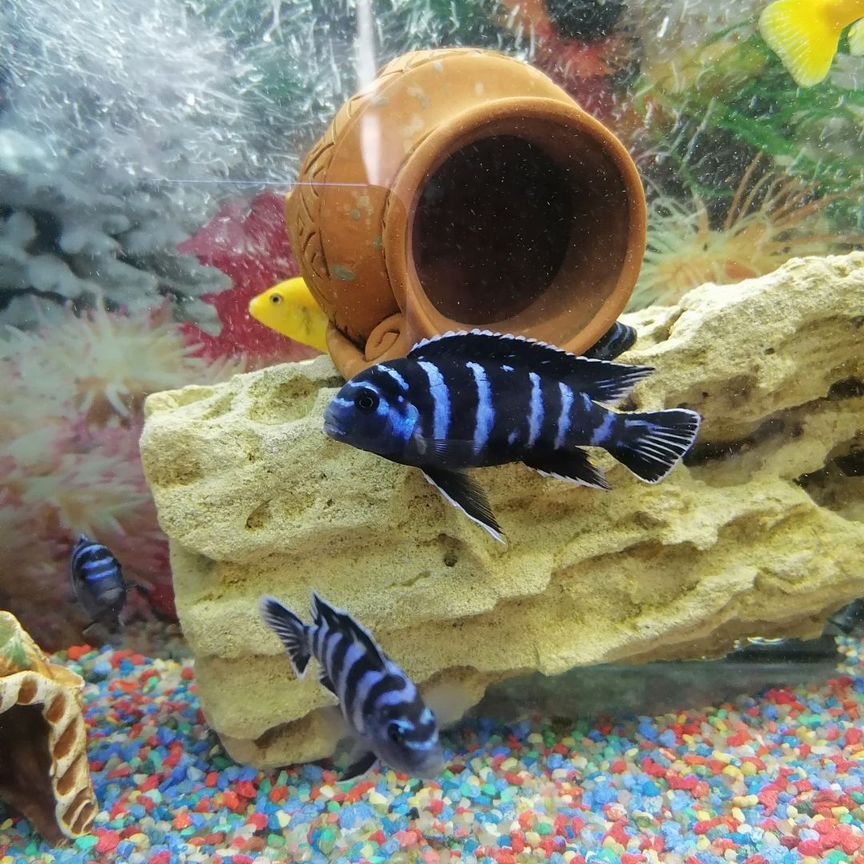 Демасони, и Эксулы