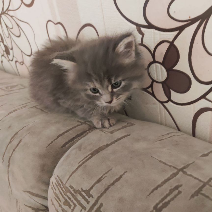 Котята в добрые руки бесплатно