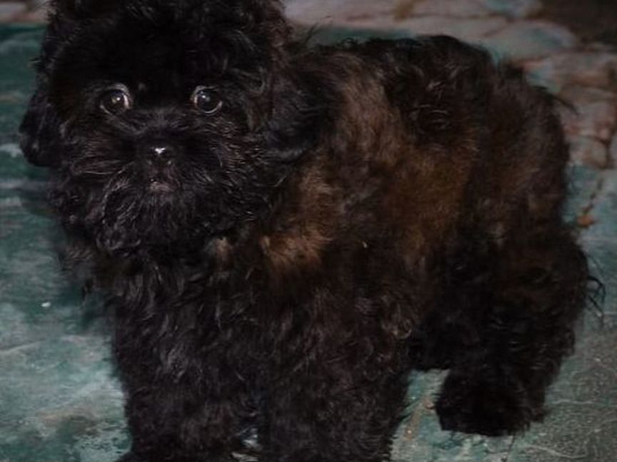 Мальчик Мальтипушка