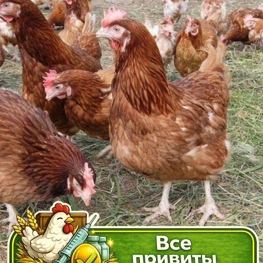 Куры несушки с доставкой