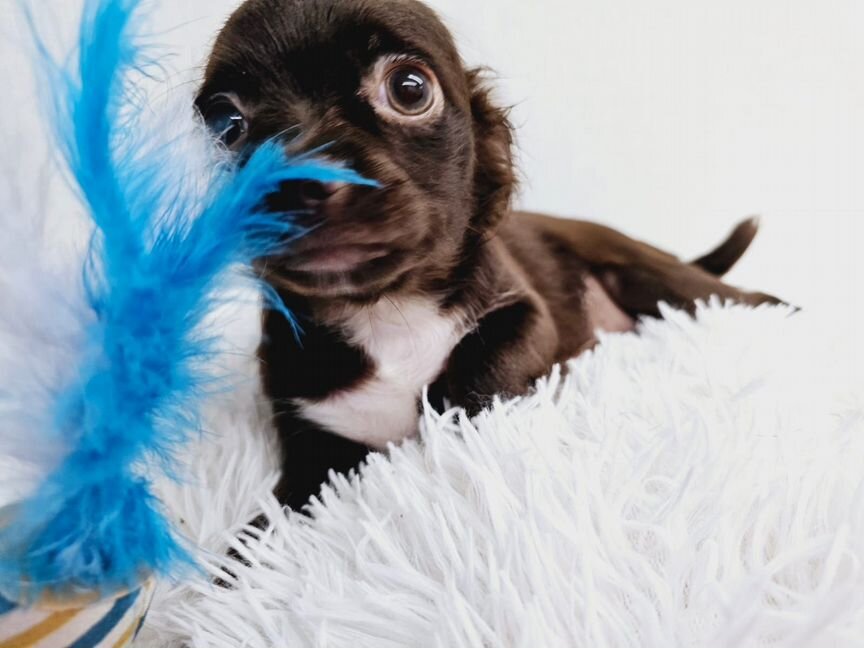 Шоколадный мальчик чихуахуа