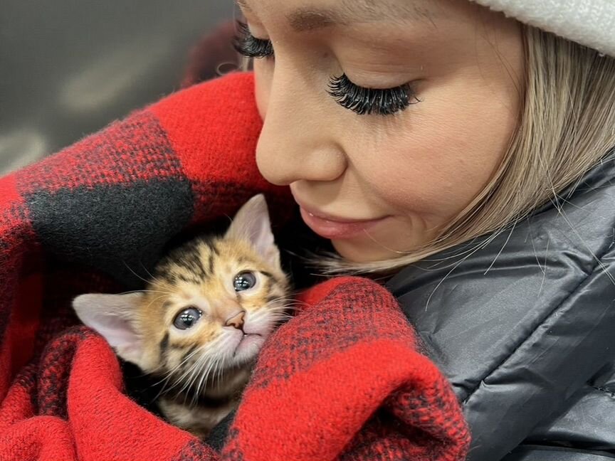 Бенгальские котята