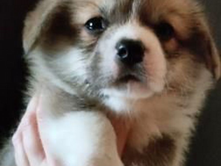 Коржата-девочки, вельш корги пемброк