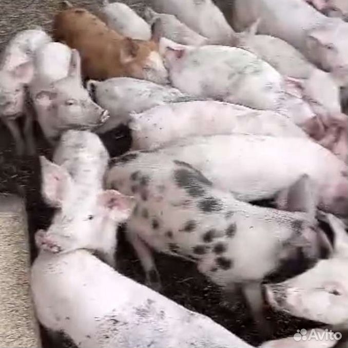 Поросенок ландрас