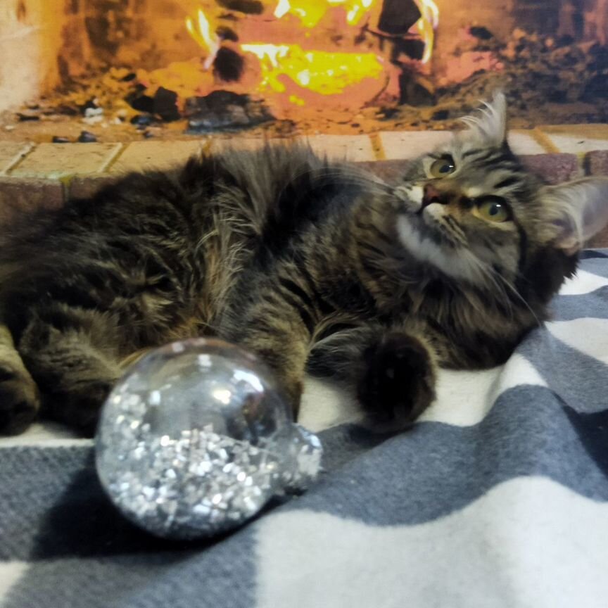 Сибирский котёнок