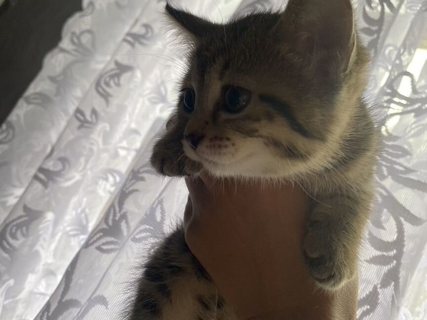 Кошка