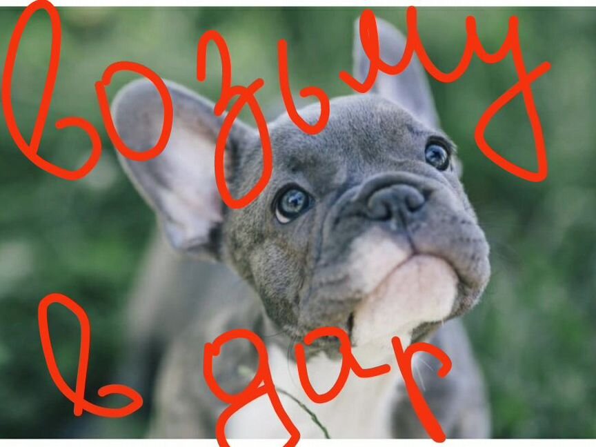 Французский бульдог в добрые руки