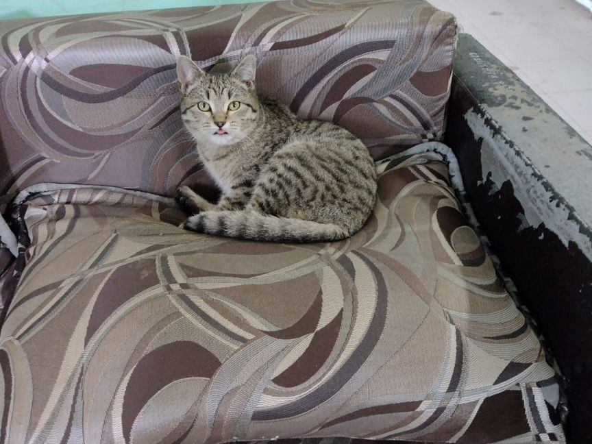 Кошечка ищет дом