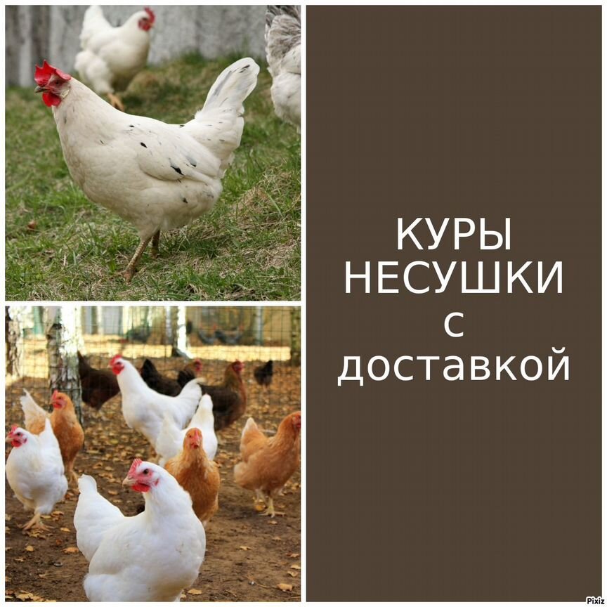 Куры несушки фермерские