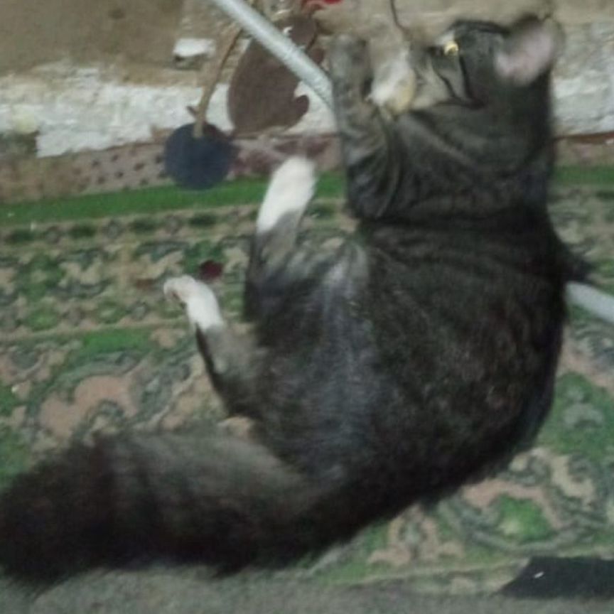 Котик 6 месяцев