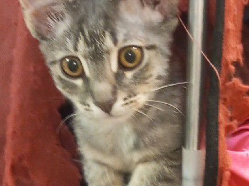 Котята в добрые руки бесплатно приученные к лотку