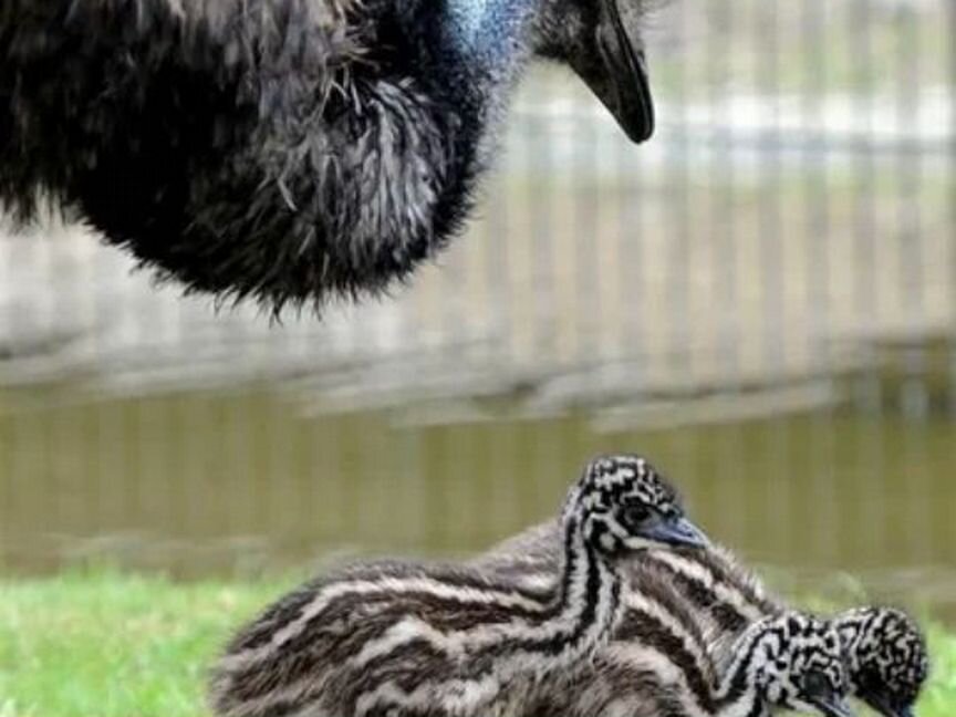 Страусята с доставкой по России