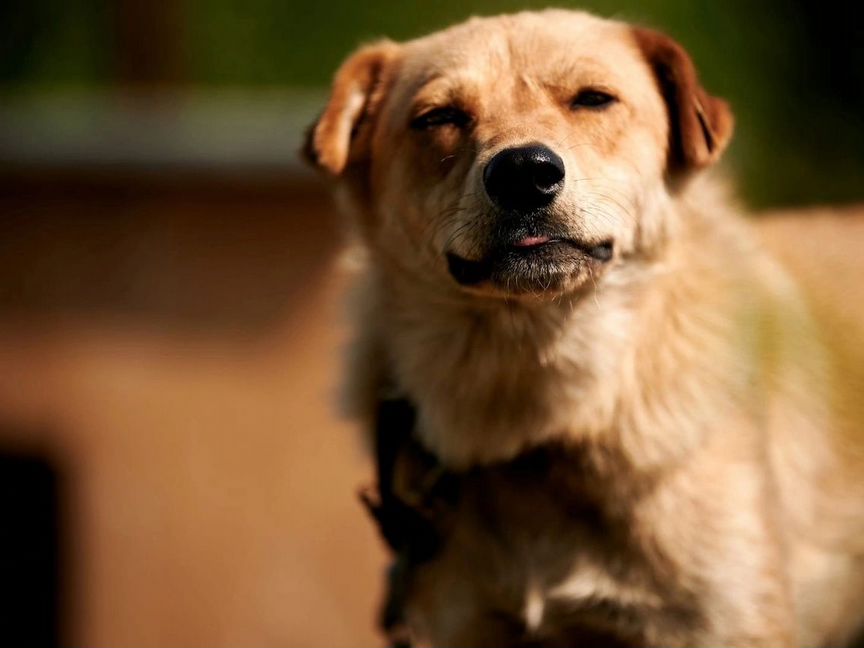 Собака в добрые руки