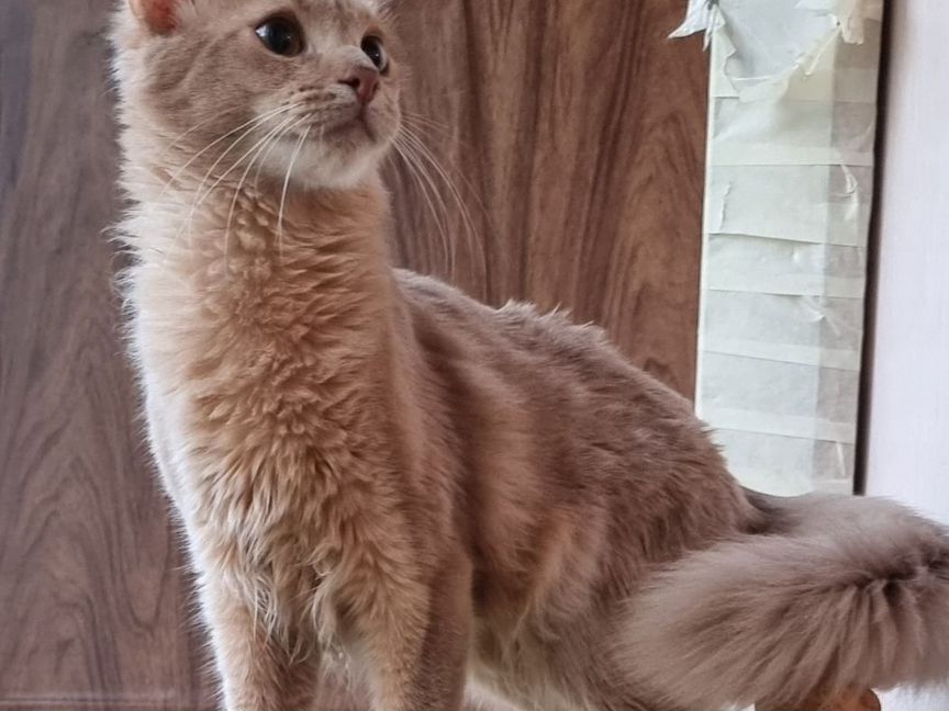 Сомалийский котик