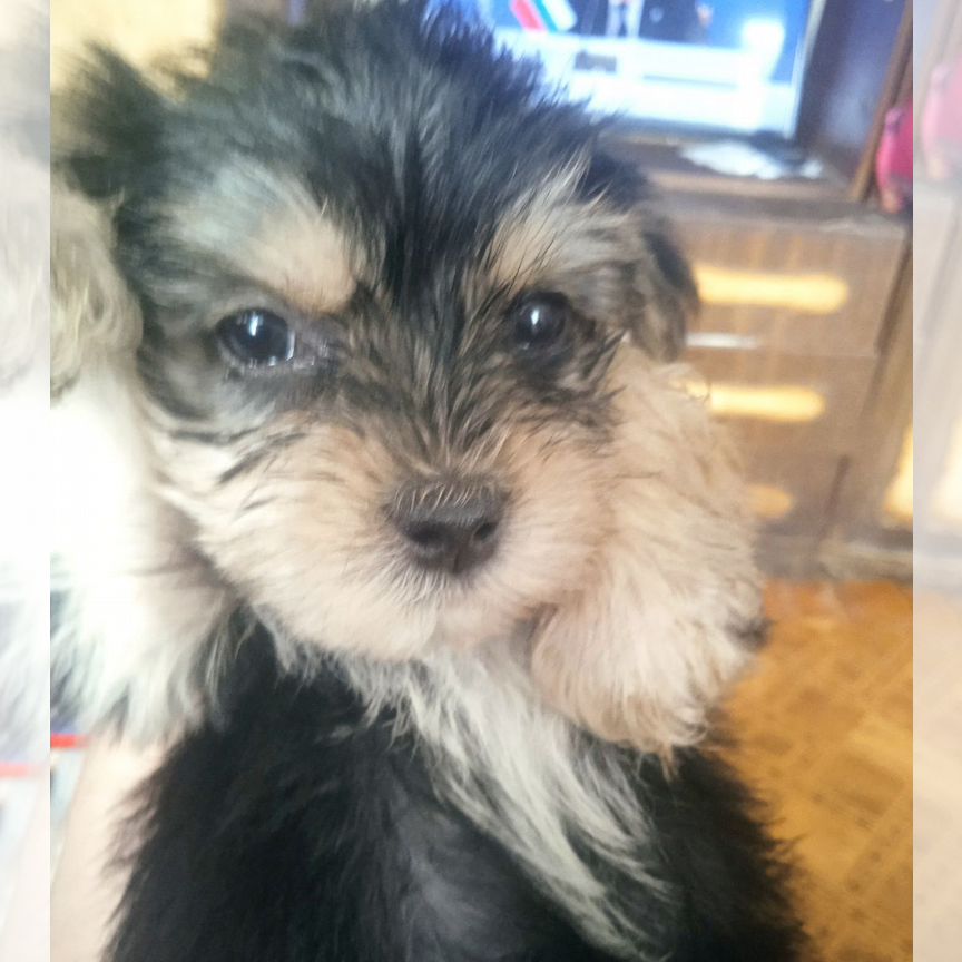 Йоркширский терьер, щенок