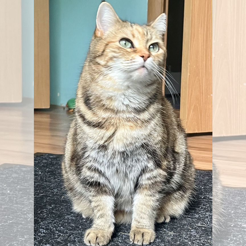Кошка в добрые ответственные руки