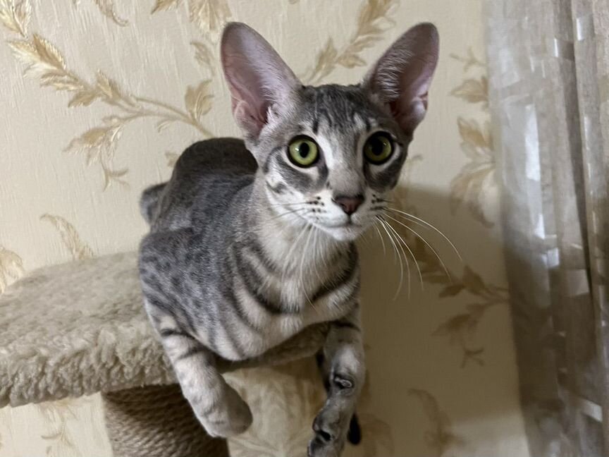 Ориентальный котенок девочка