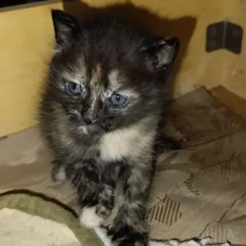 Котёнок в добрые руки