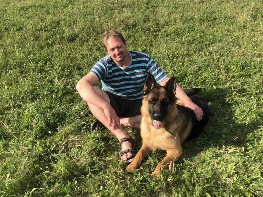 Немецкая овчарка вязка