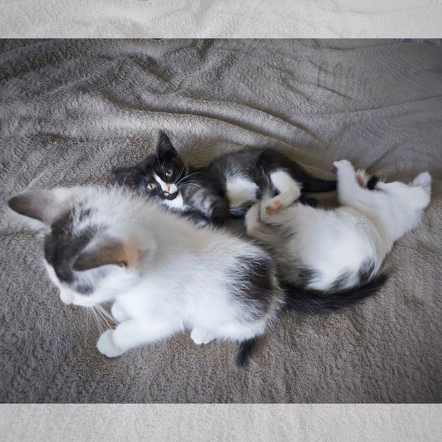 Котята,кошка,кот