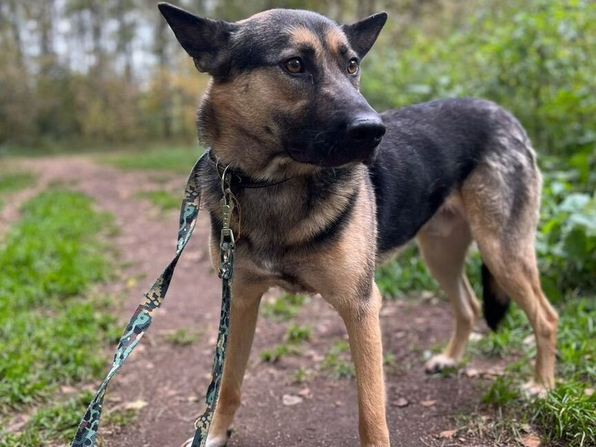 Собака из приюта в добрые руки