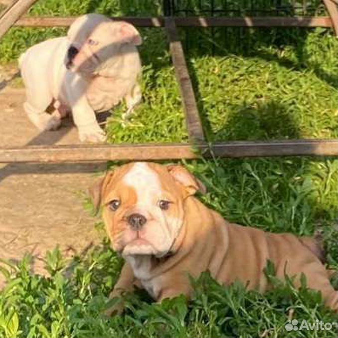 Маленькие Медвежата английского бульдога