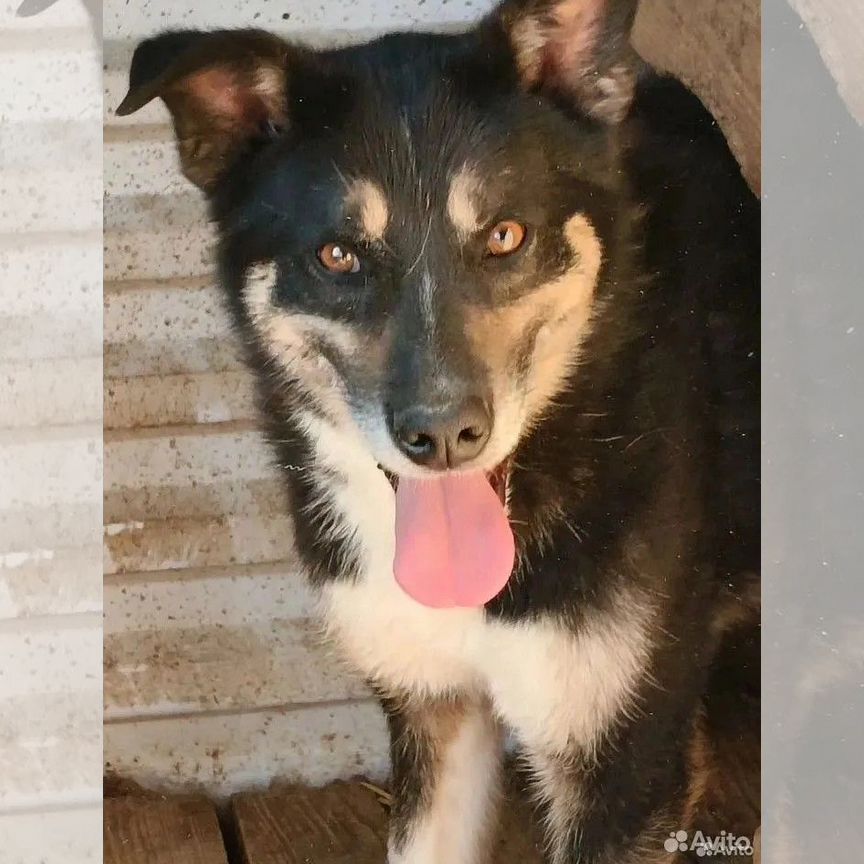 Взрослая собака в добрые руки