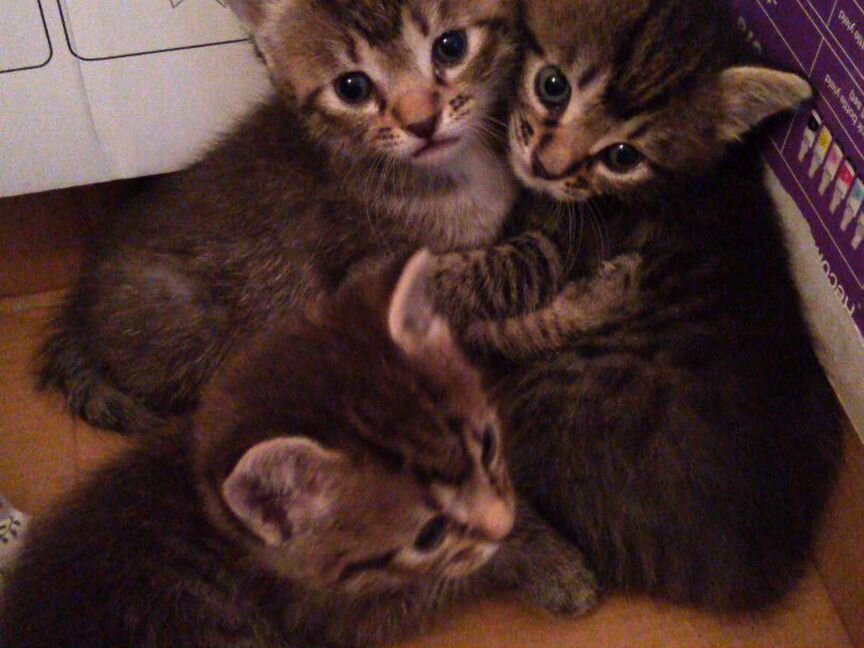 Кошка в дар на счастье