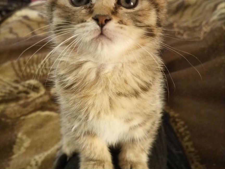 Красивая шотландская кошечка 2 месяца