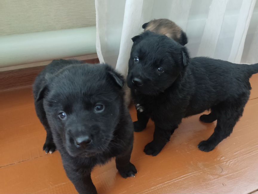 Лайка помесь с дворнягой