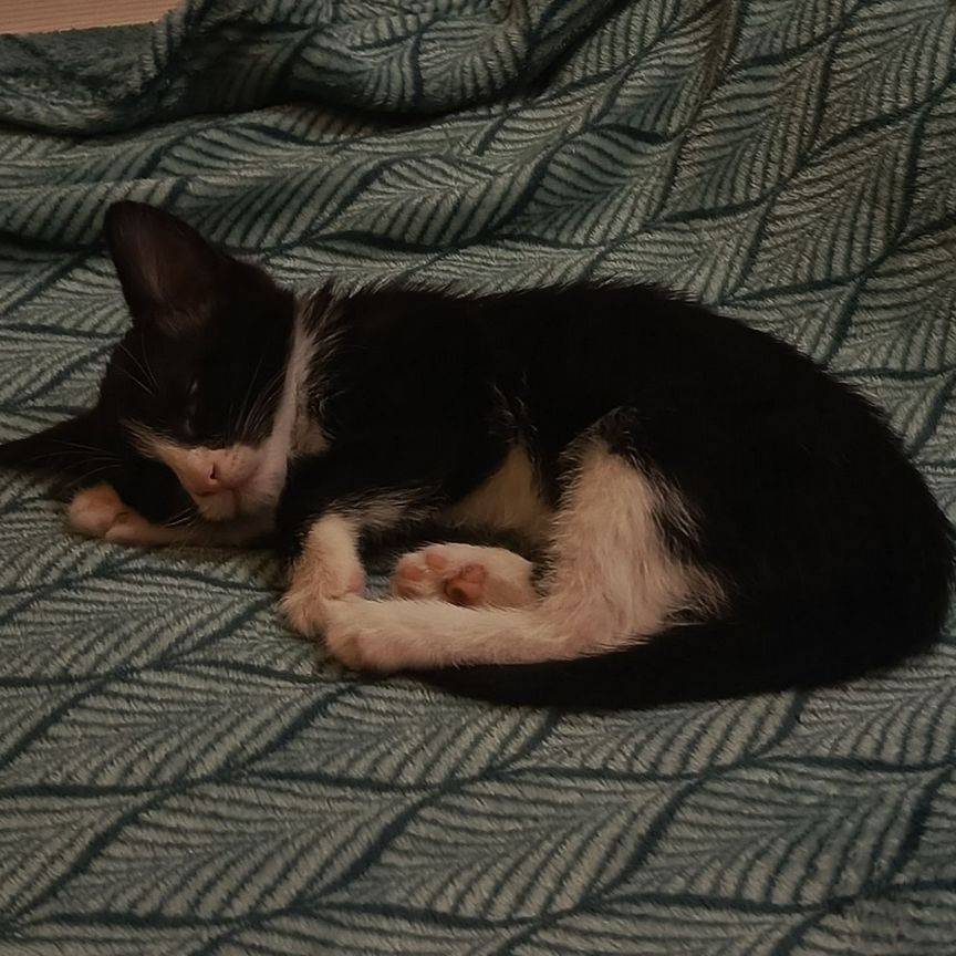 Котенок
