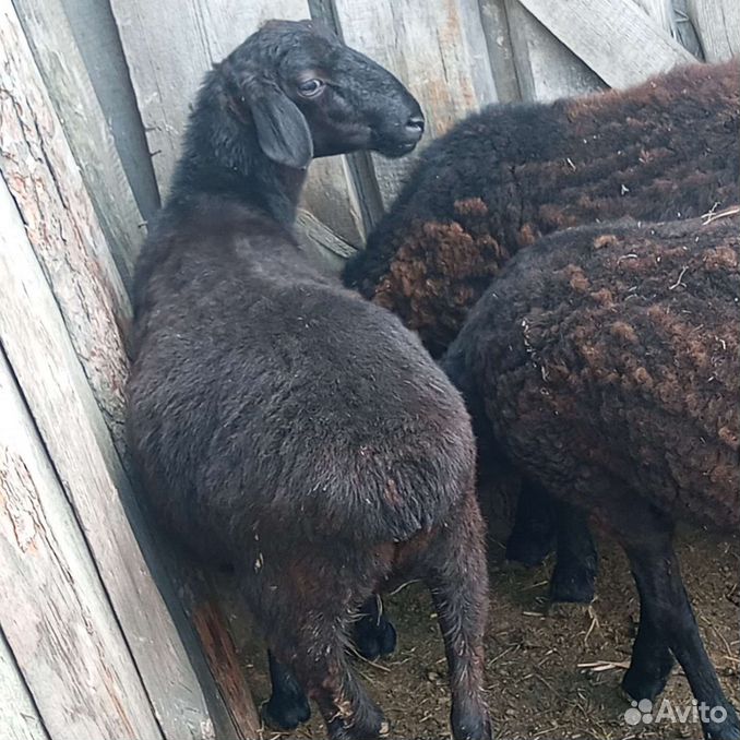 Овцы бараны