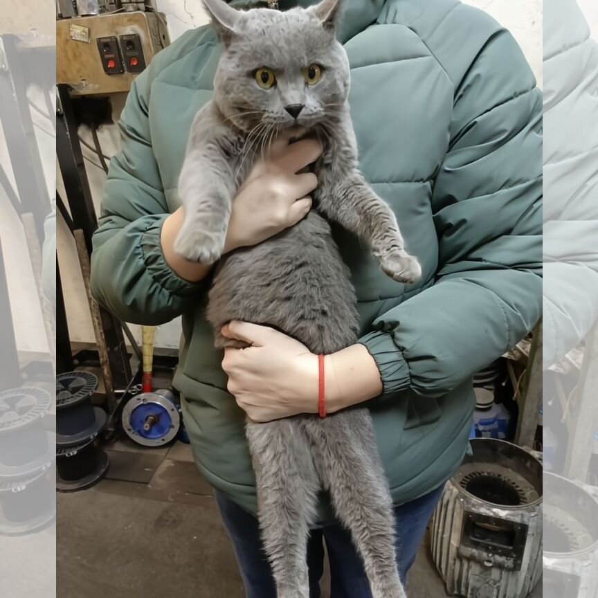 Шотландский прямоухий длинношёрстный котёнок