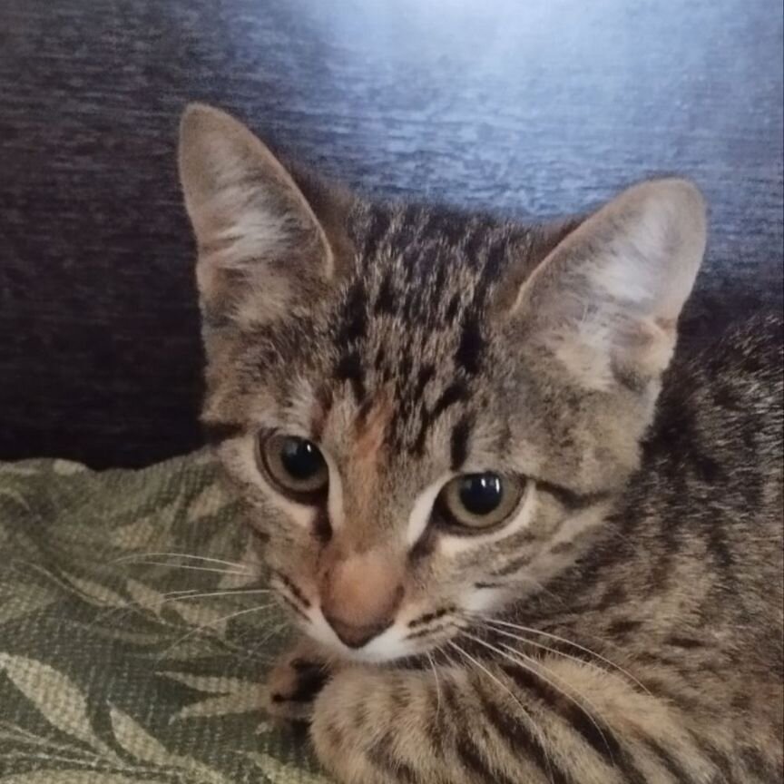 Кошка, 4 месяца в добрые руки