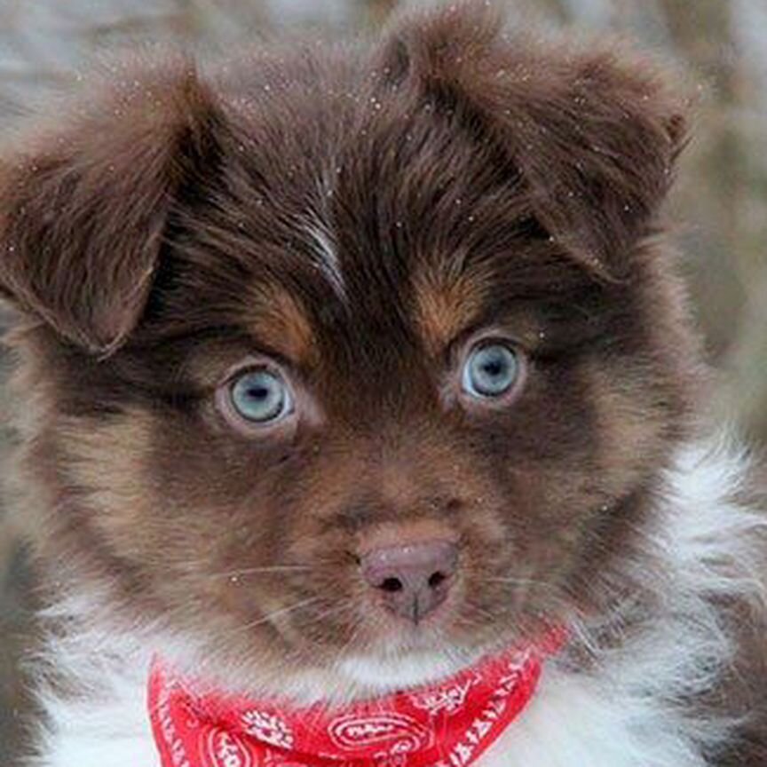 Миниатюрная американская овчарка, щенок