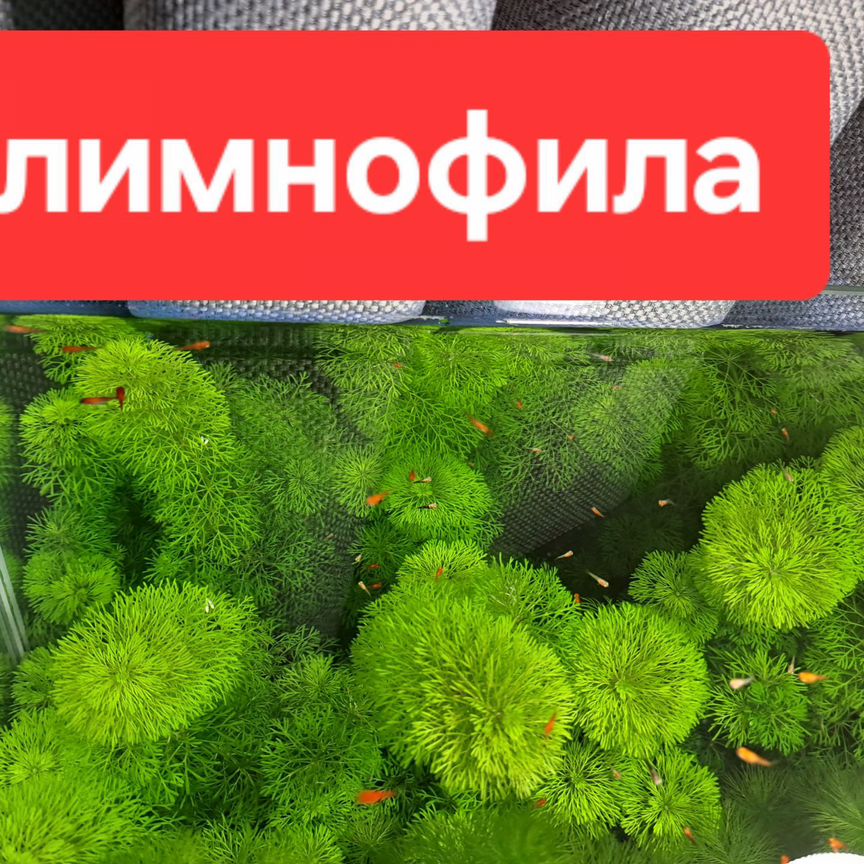 Прополка Аквариумные растения