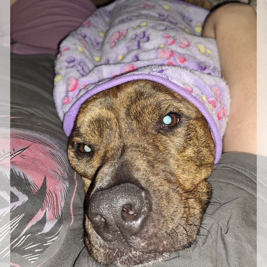 Американский питбультерьер, взрослый пёс