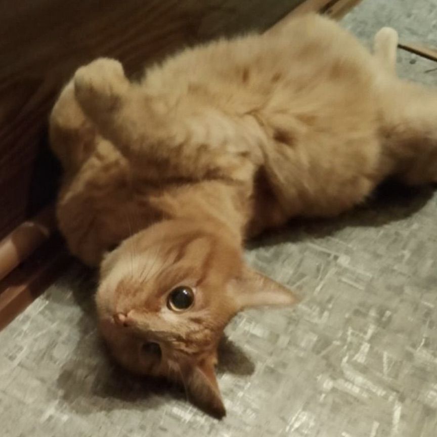 Взрослый кот в добрые руки