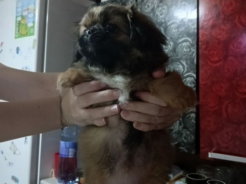 Щенки пекинеса