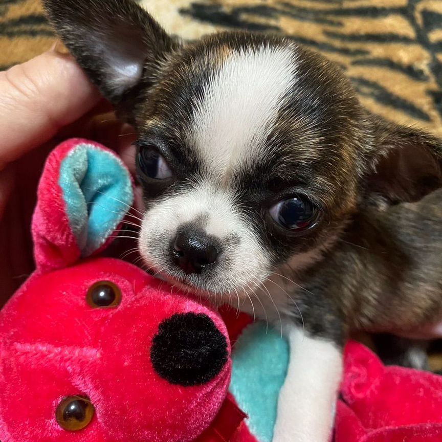 Щенки чихуахуа Девочка