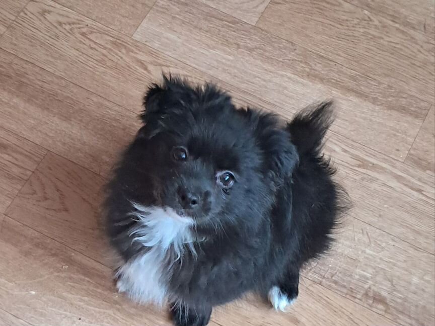 Шпиц с чихуа