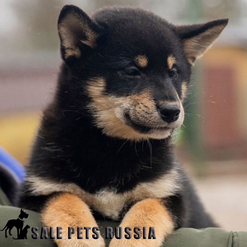 Сиба ину с документами РКФ. Девочки