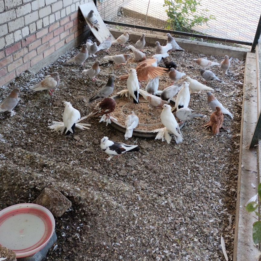 Продам голубей