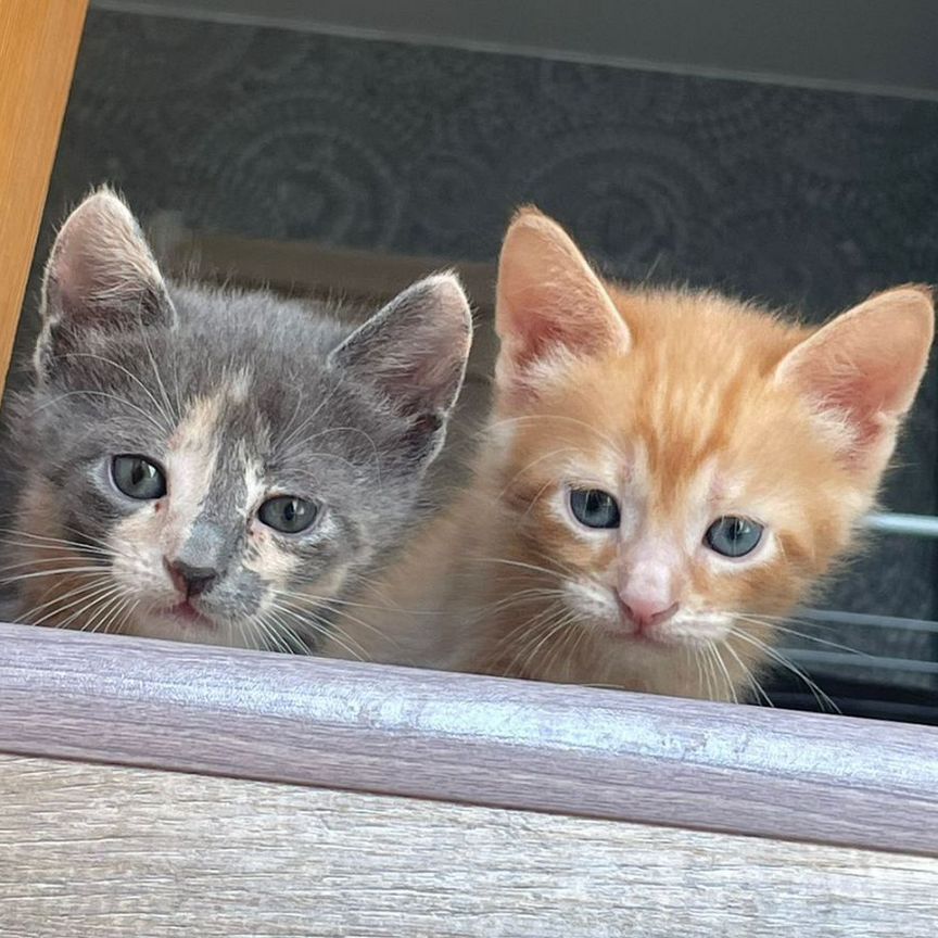 Котята