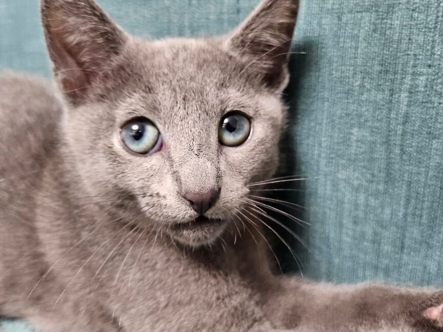 Котята русская голубая
