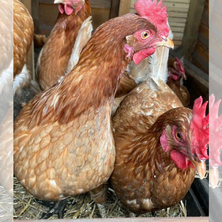 Продам кур несушек 18 штук