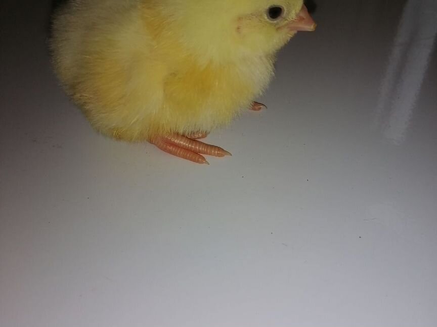 Цыплята бройлеры